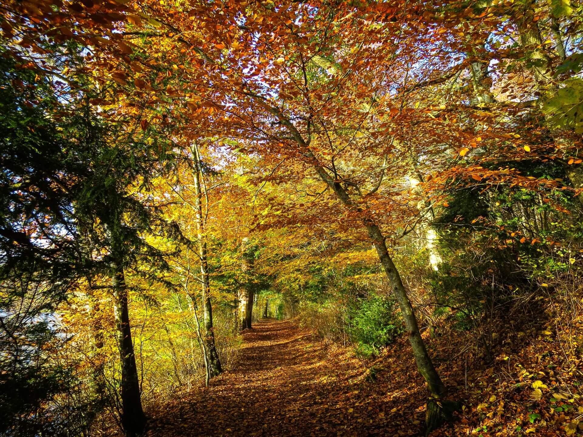 Explore - Explore Selkirk