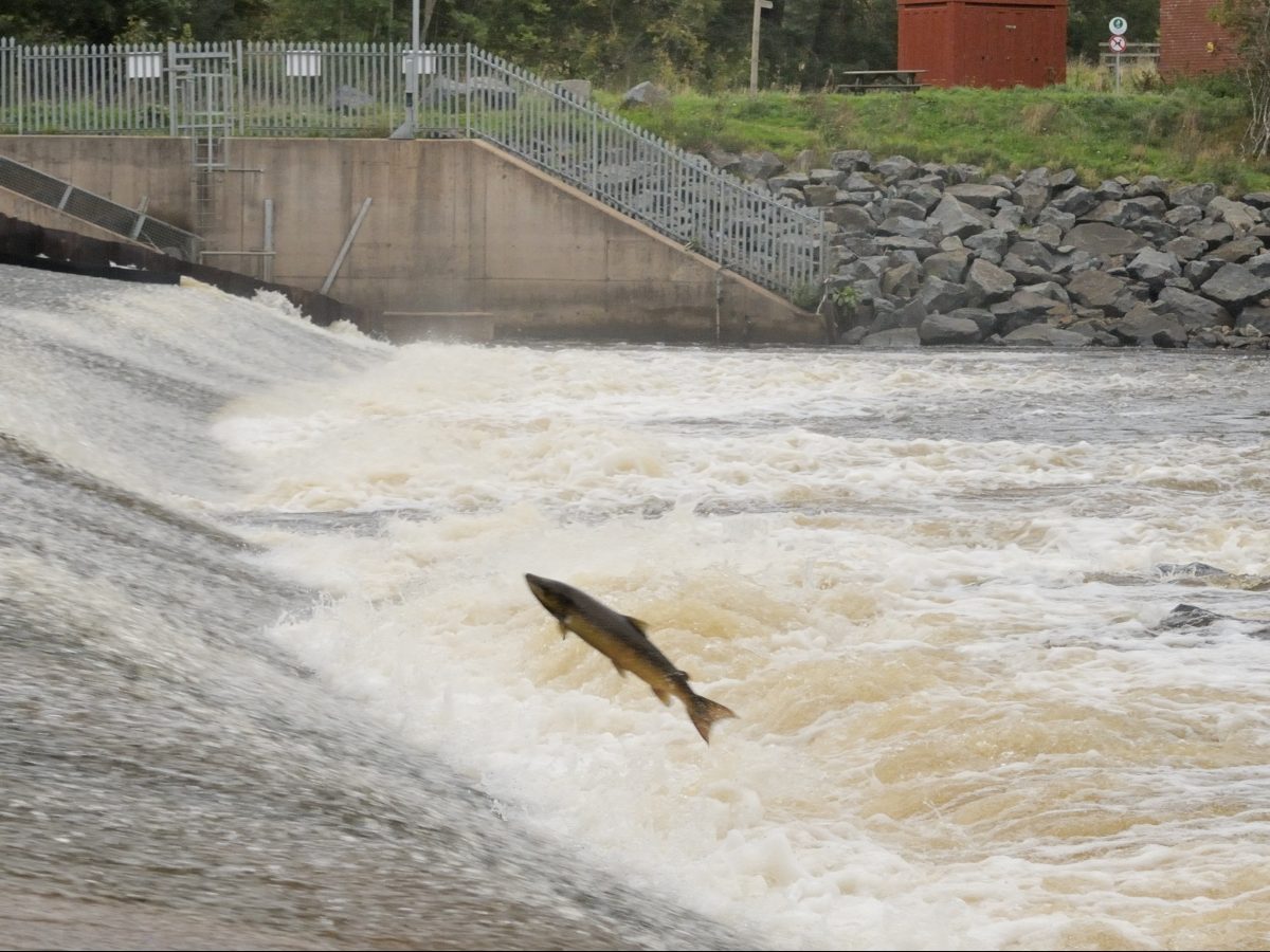 Explore - Explore Selkirk